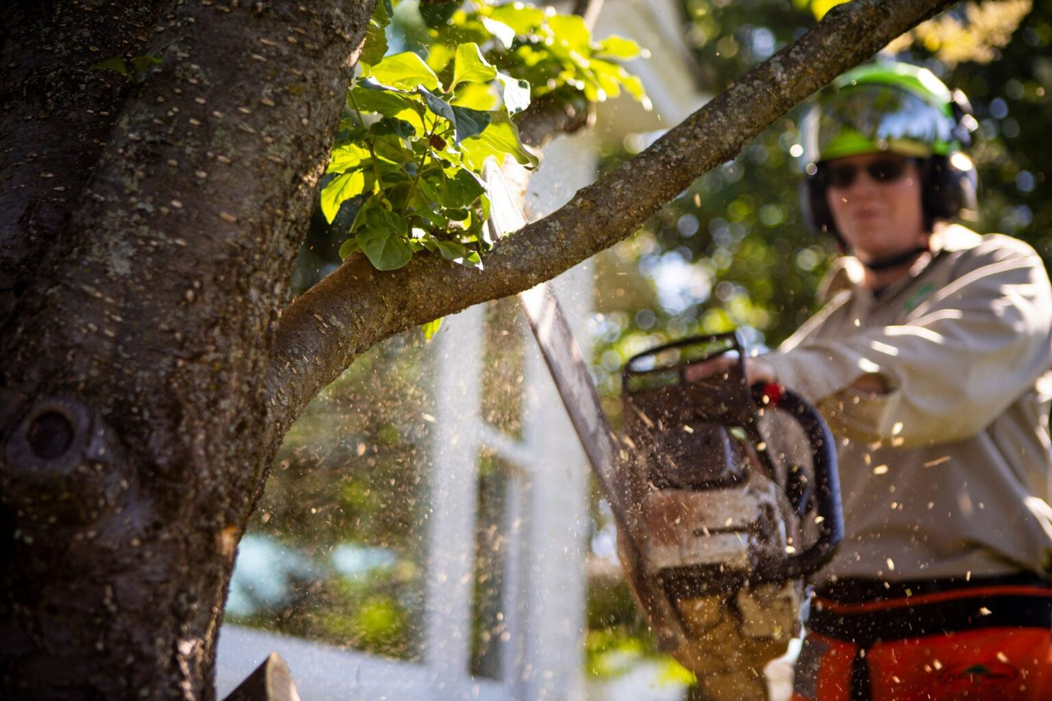Latest Techniques in Tree Trimming and Pruning - Overland Park Kansas ...